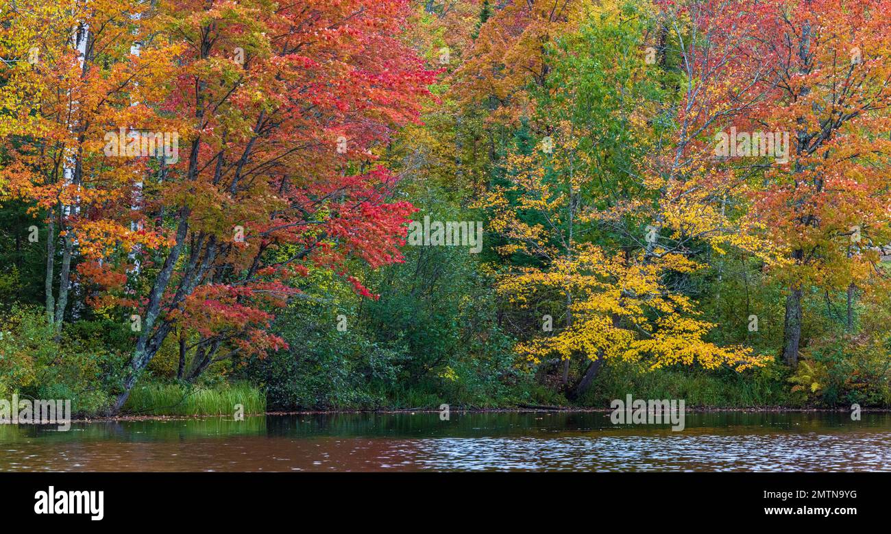 Fall colors on the East Fork of the Chippewa River in northern ...