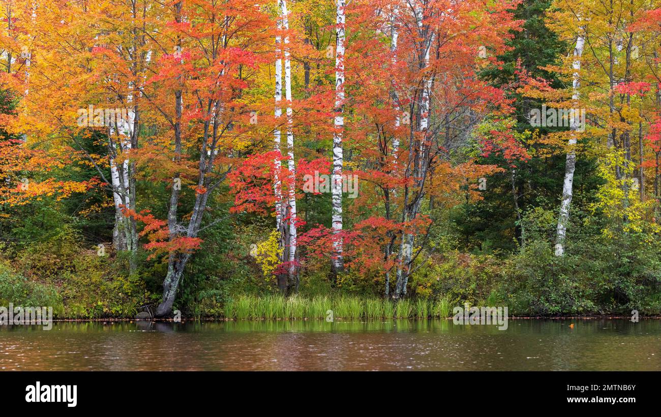 Fall colors on the East Fork of the Chippewa River in northern ...