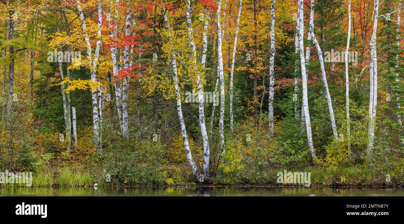 Fall colors on the East Fork of the Chippewa River in northern ...