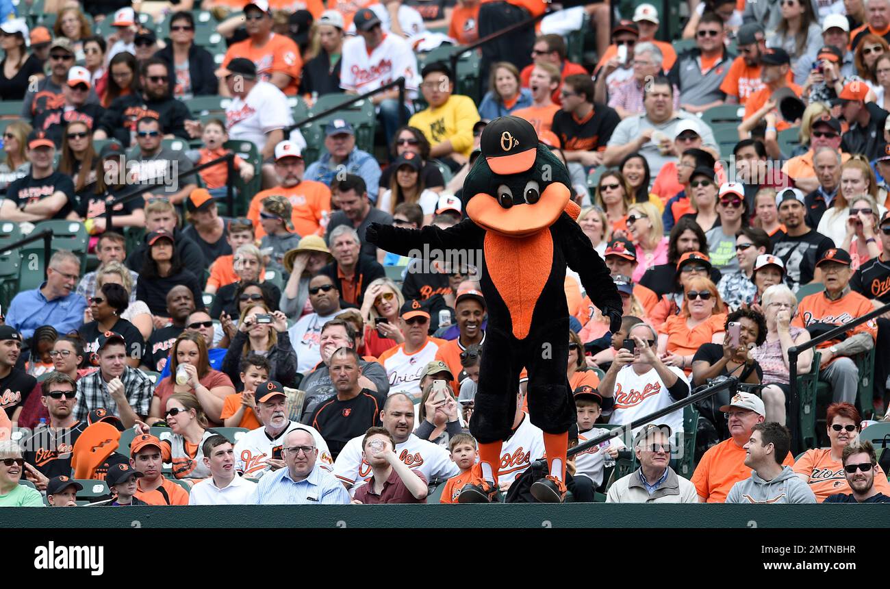 Bird In A Dugout