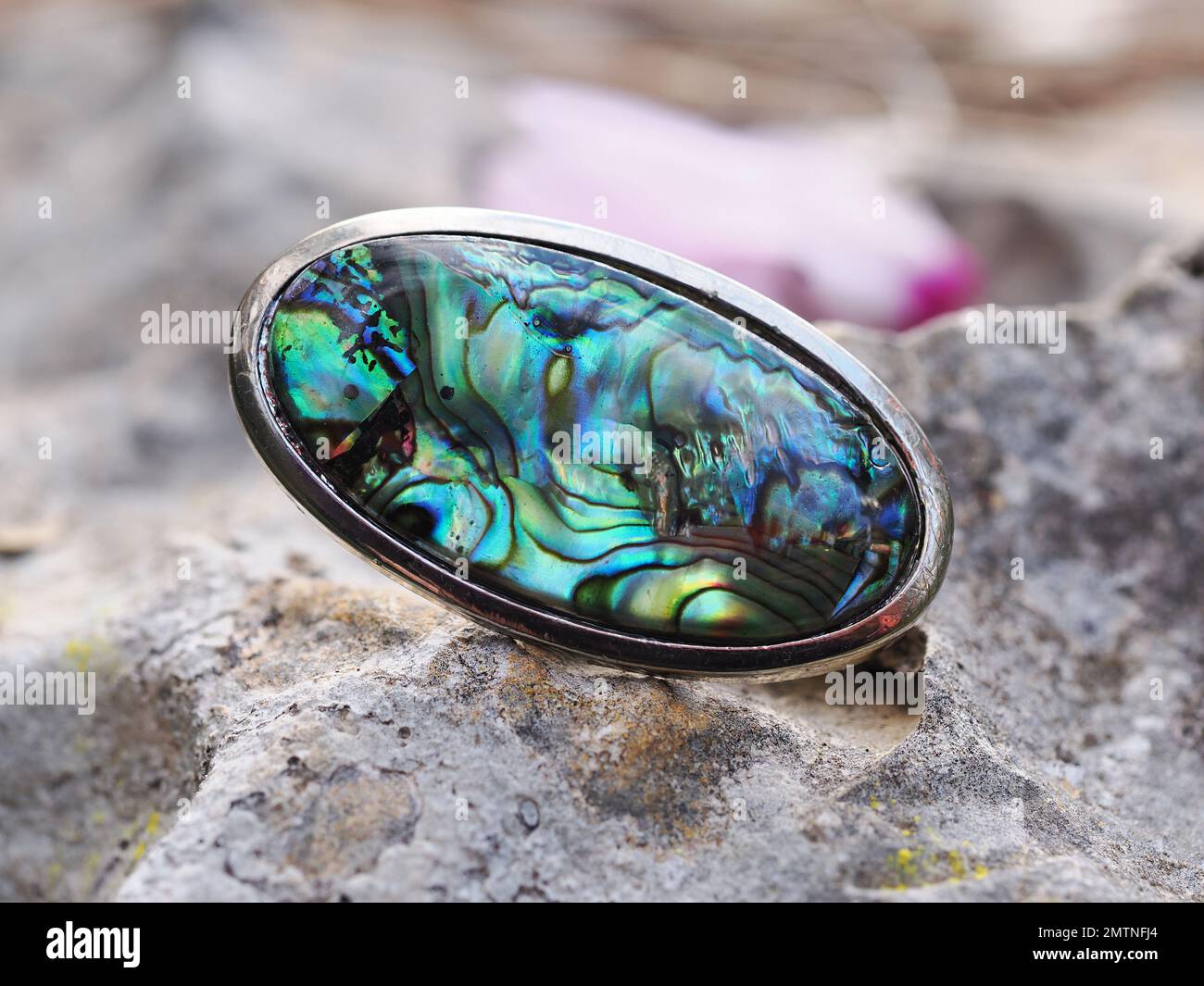 Oval abalone on a light stone background. Mother-of-pearl Stock Photo ...