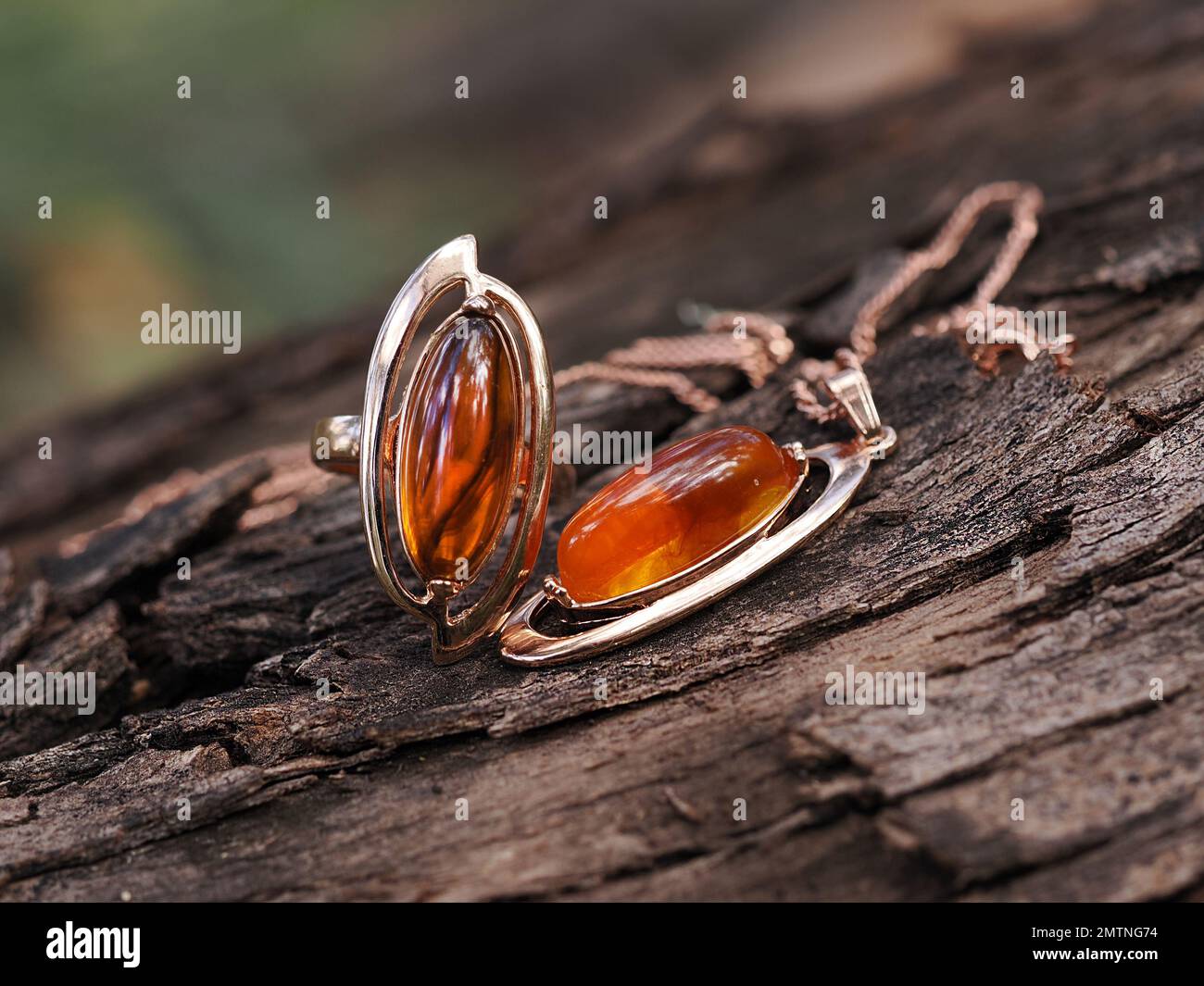 Baltic amber in gold jewelry. The jewelry is photographed on the bark ...
