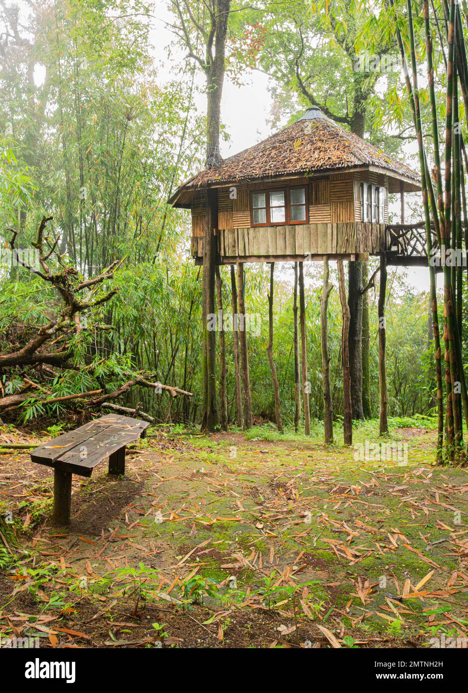 wooden cabin simple architecture unique house on tree rain forest feel ...