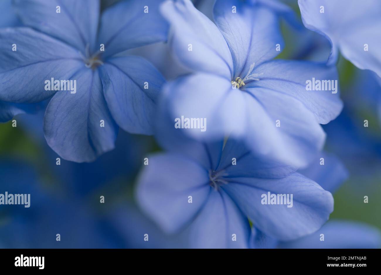 Aro floral hi-res stock photography and images - Alamy
