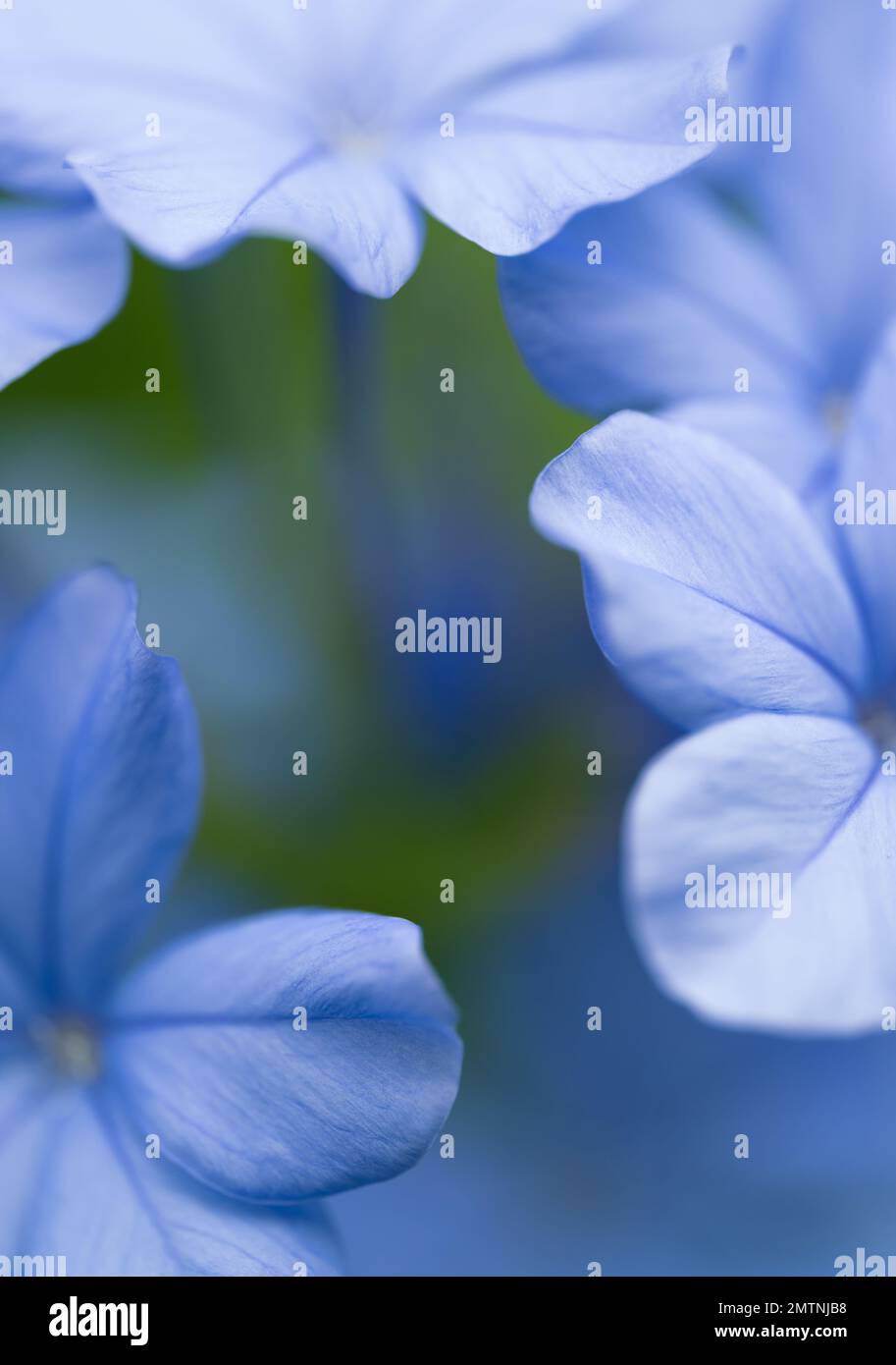 Aro floral hi-res stock photography and images - Alamy