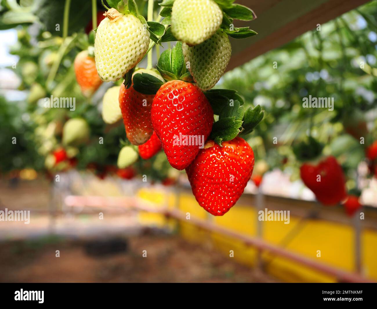 Israeli strawberries do not grow in the ground, but above. Flying ...