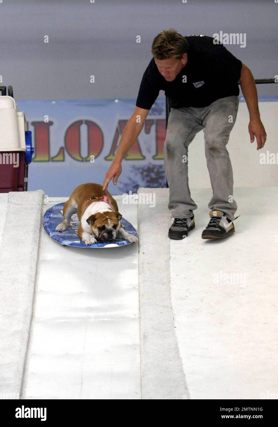 EXCLUSIVE!! Over 50 bulldogs show off their snowboarding skills in ...