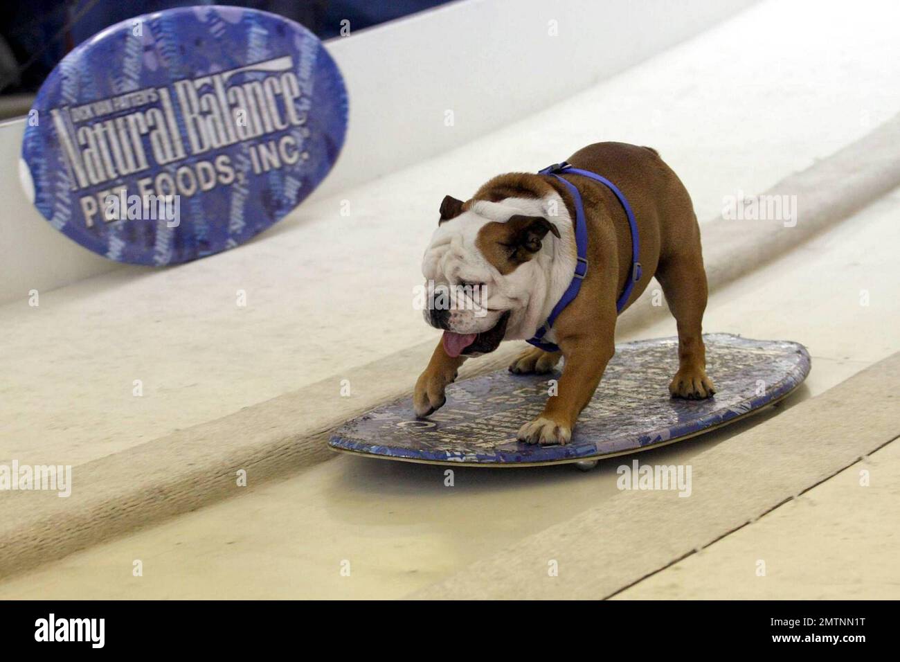 EXCLUSIVE!! Over 50 bulldogs show off their snowboarding skills in ...