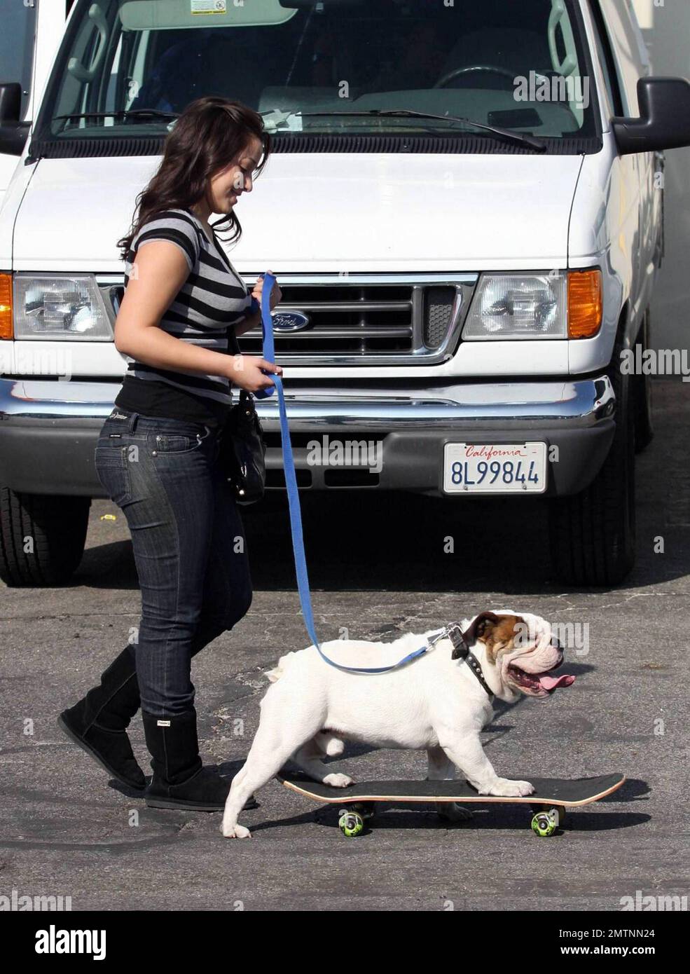 EXCLUSIVE!! Over 50 bulldogs show off their snowboarding skills in ...