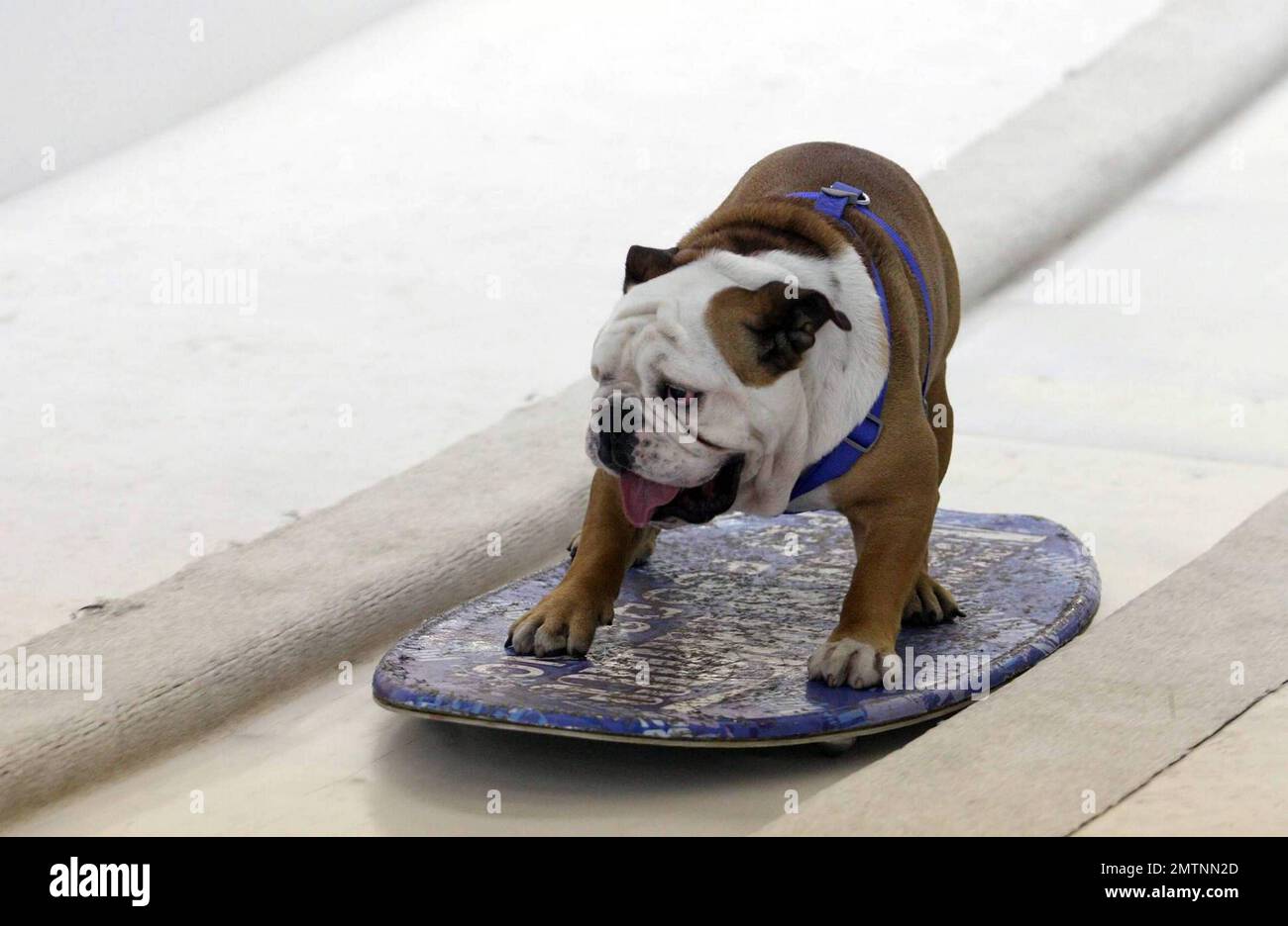 EXCLUSIVE!! Over 50 bulldogs show off their snowboarding skills in ...