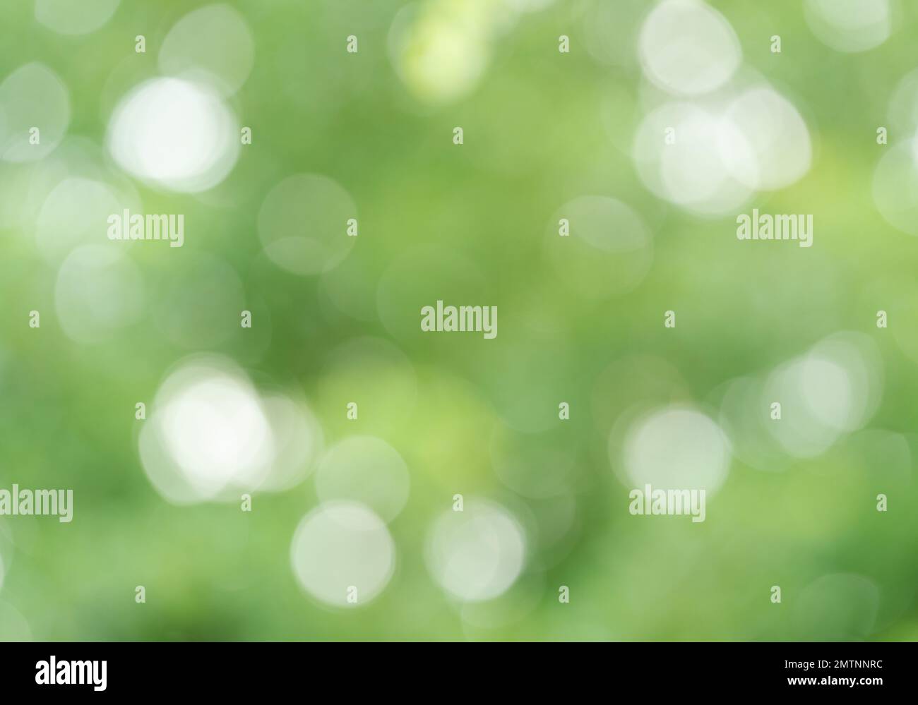 defocused sunlight at morning in garden blur green leaves bokeh ...