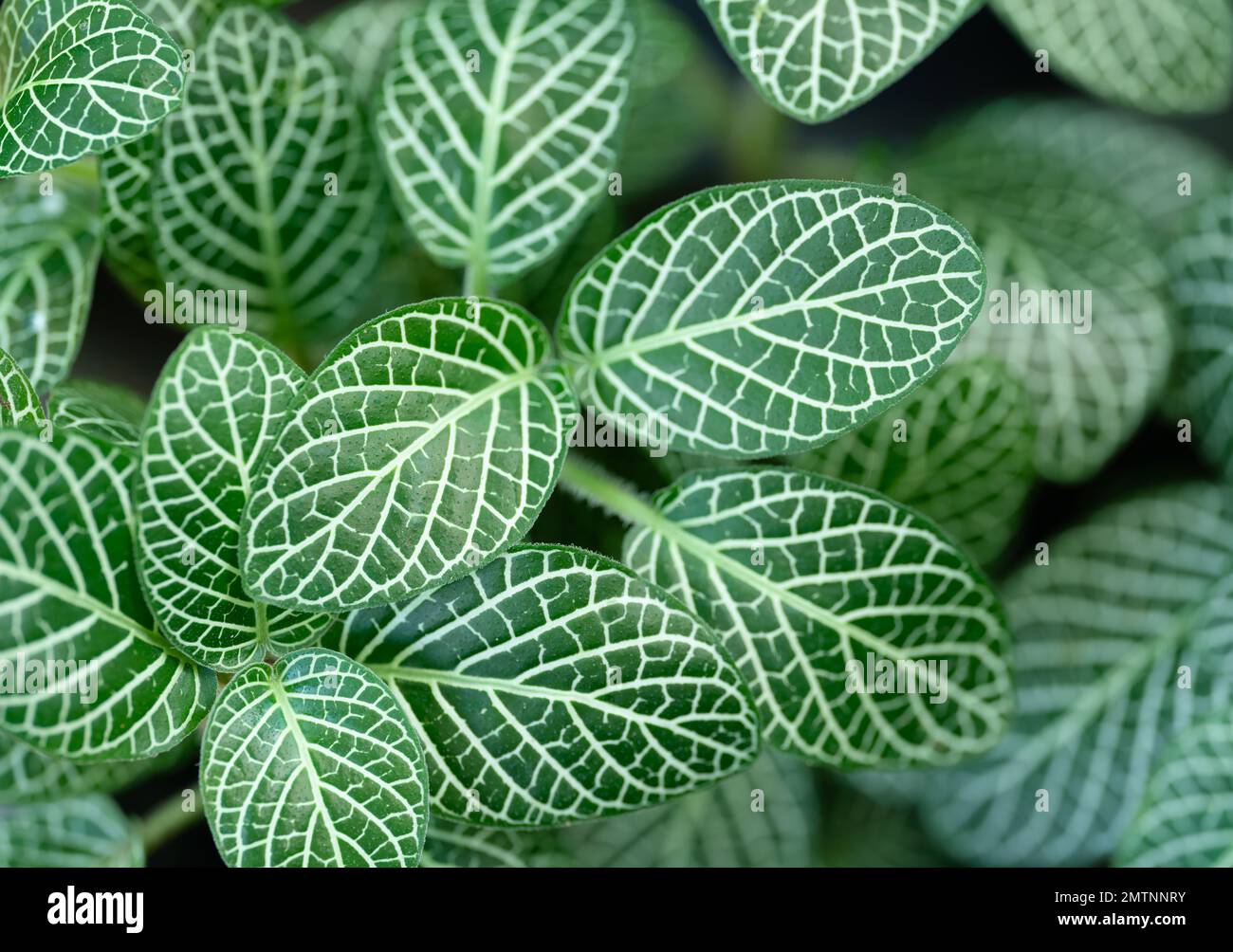 exotic close-up macro tropical botanical background fresh green tiny ...