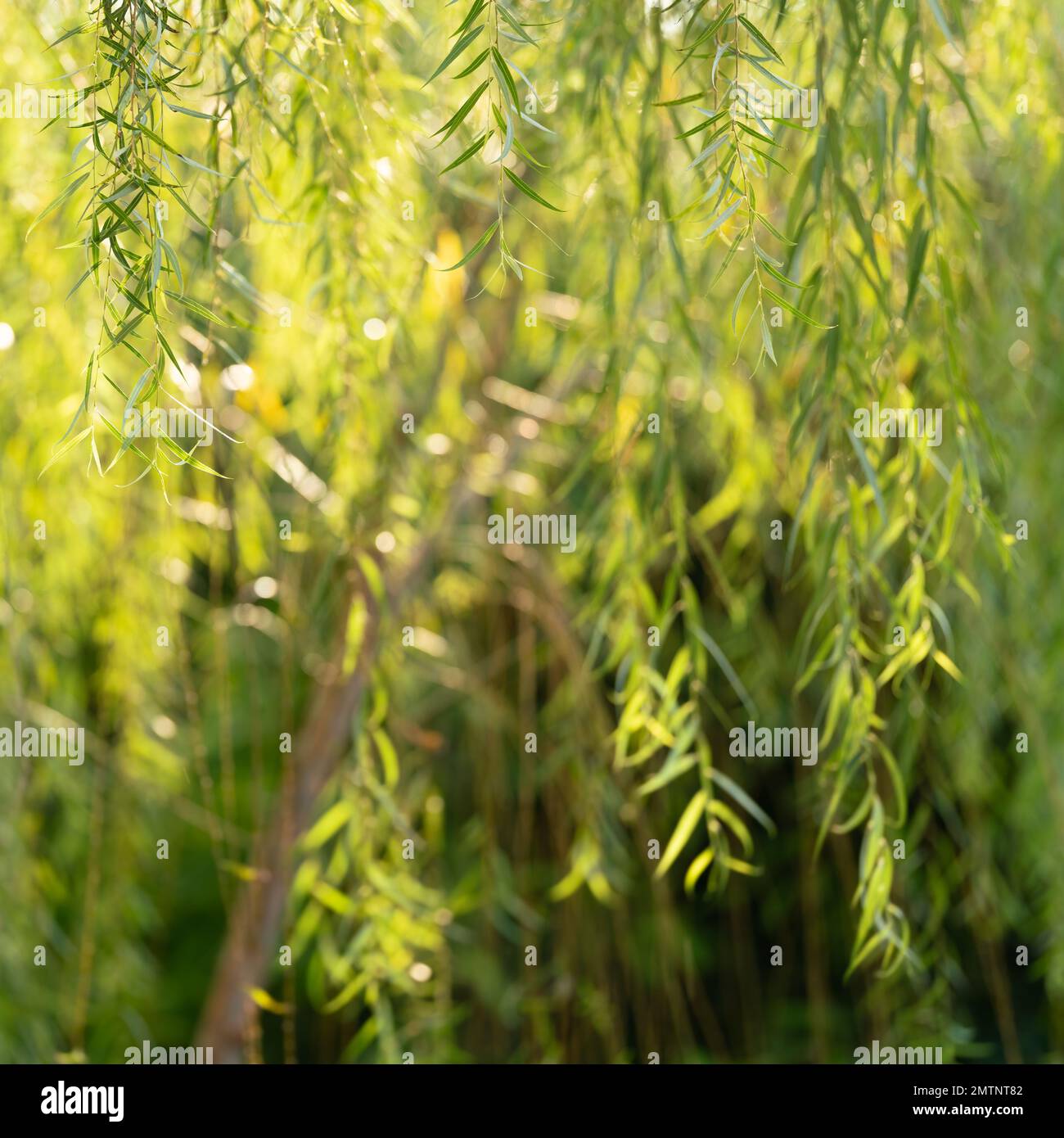 Weeping willow tree leaves bokeh hi-res stock photography and images ...