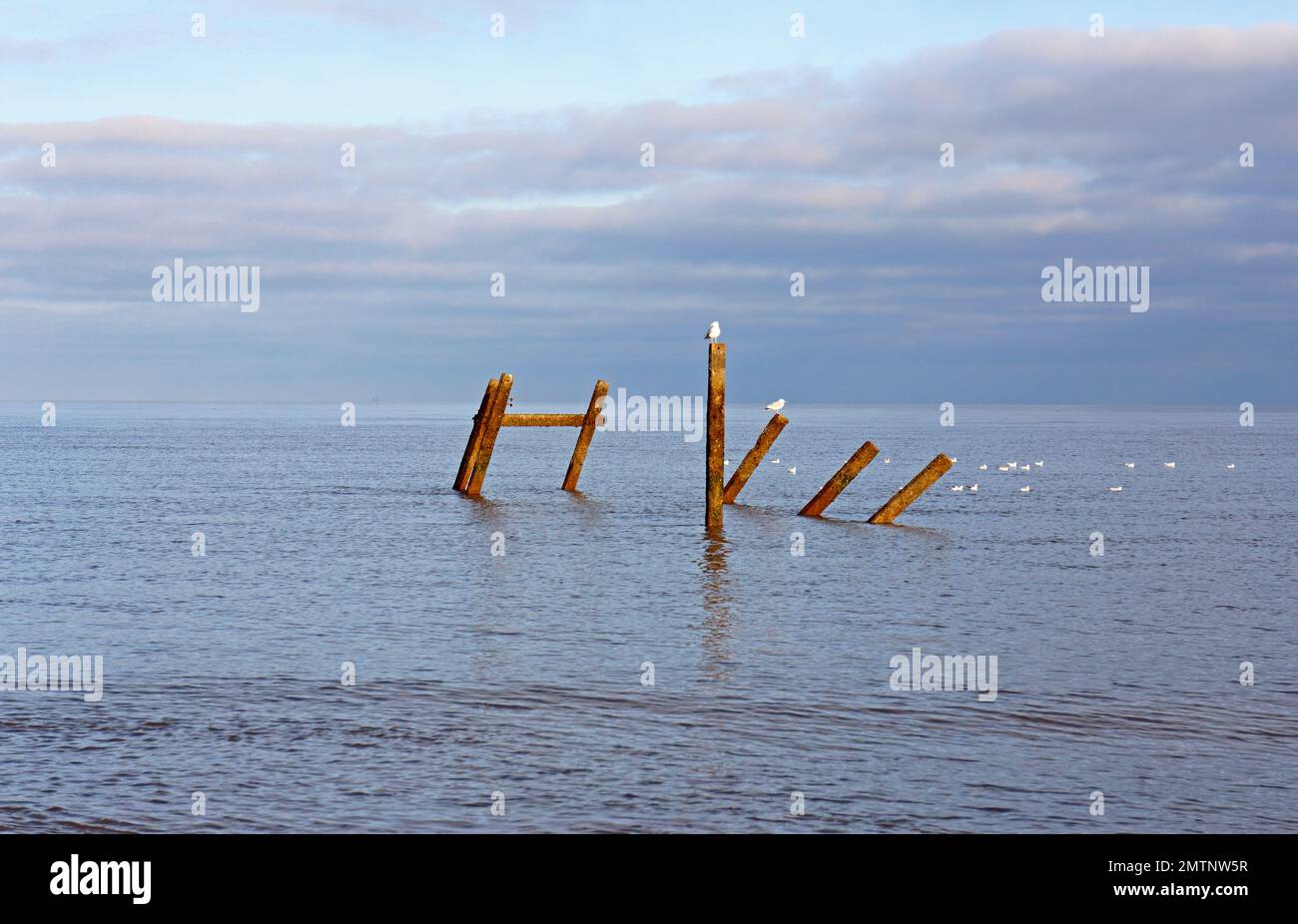 Remains of abandoned timber breakwater posts in the sea below low water ...