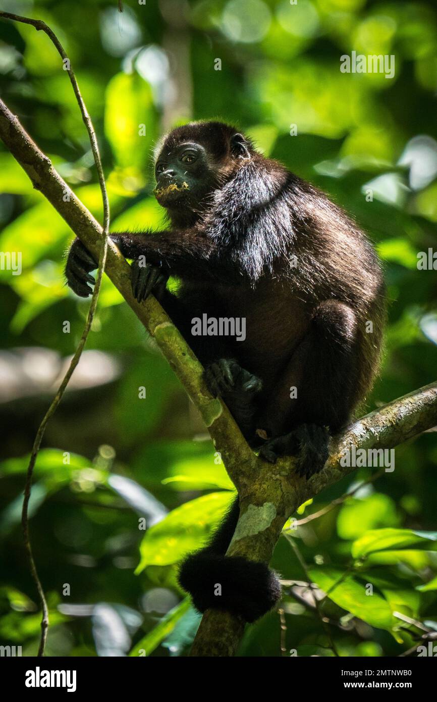 A Howler monkey perching on tree Stock Photo - Alamy