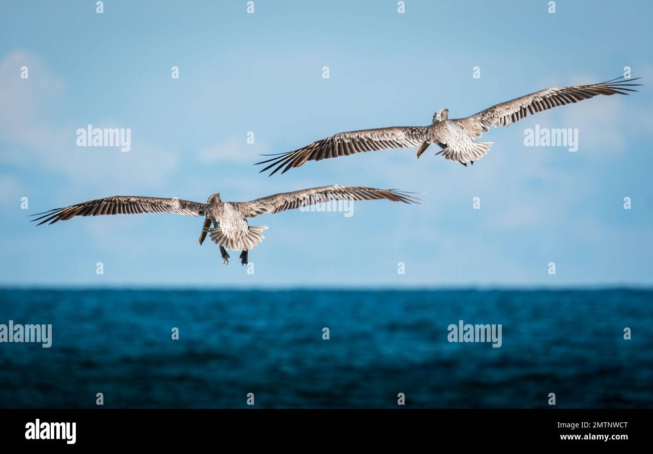 Back view of pelicans hi-res stock photography and images - Alamy