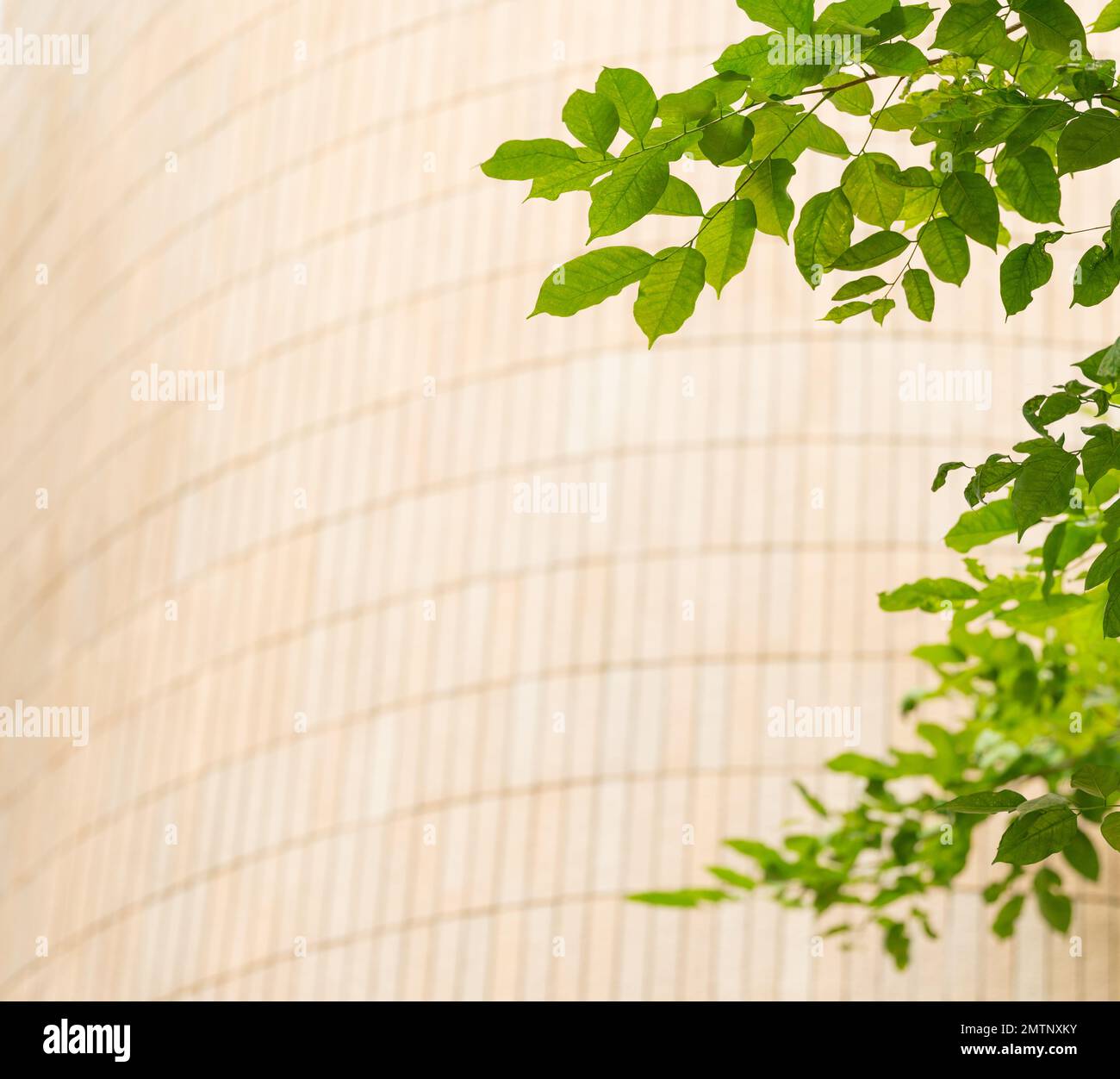 fresh green leaves frame with copy space blur beige background.concept ...