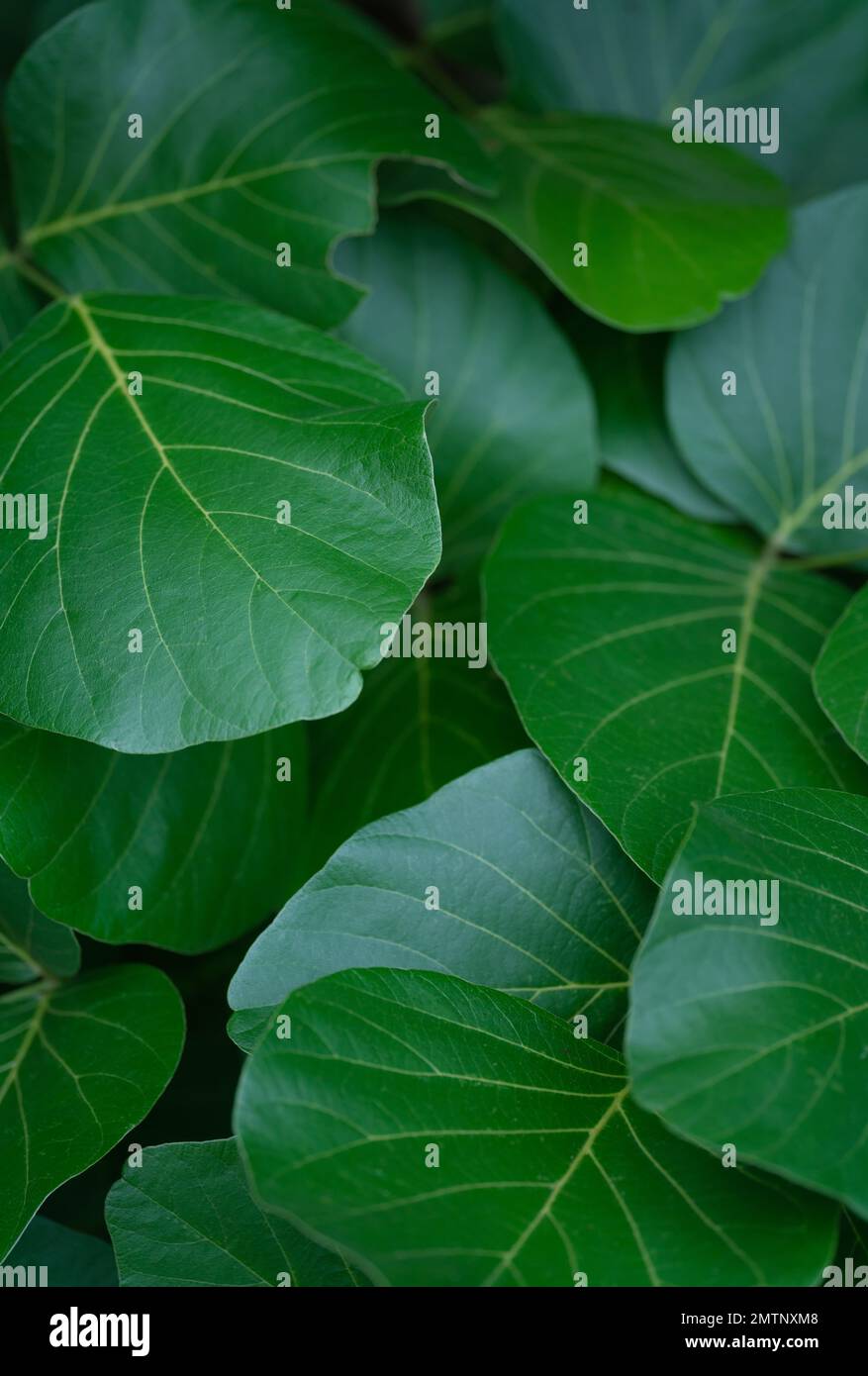 exotic close-up tropical botanical background fresh green round leaves ...