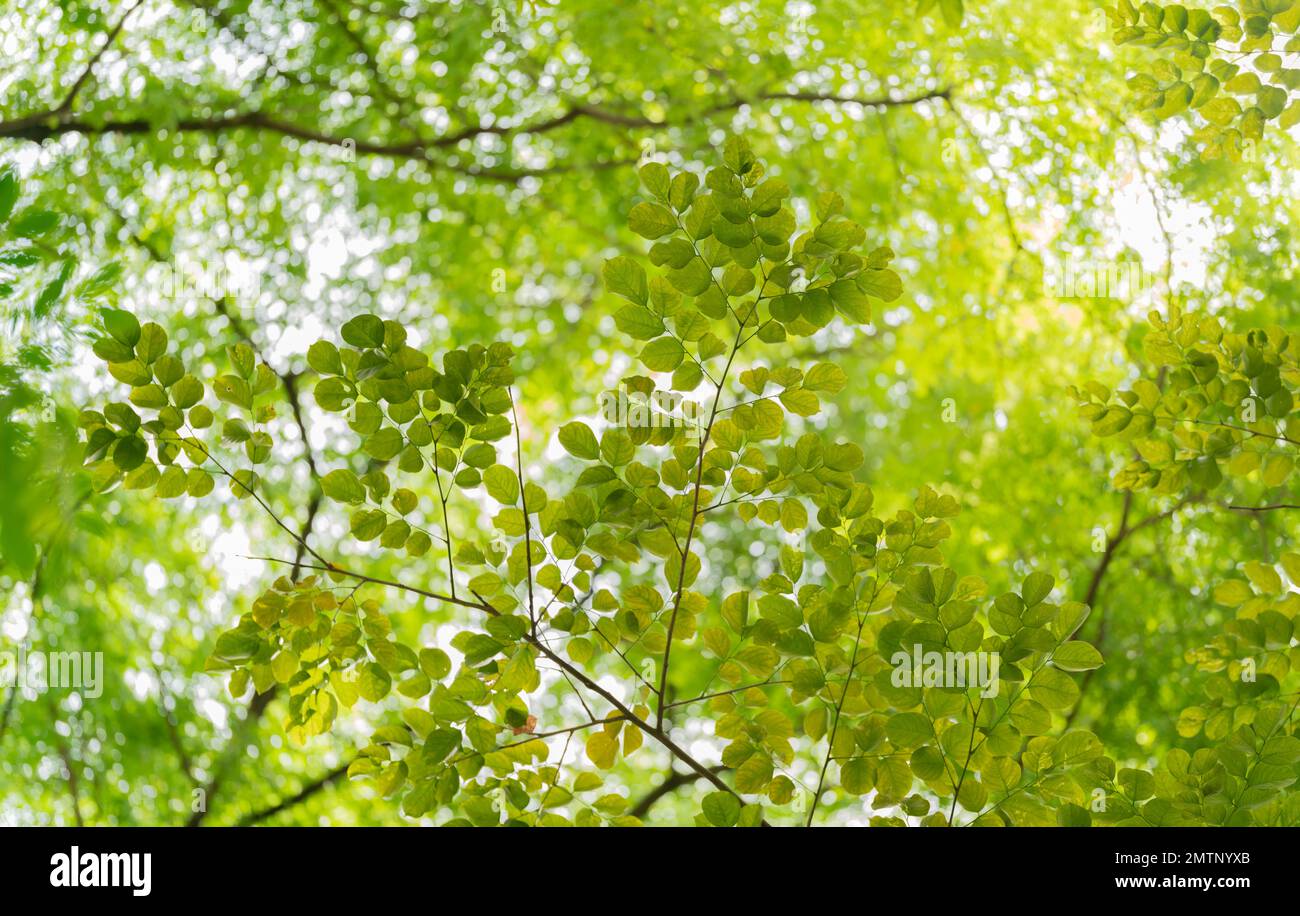 sunlight at morning air fresh purify bright green leaves tree and ...