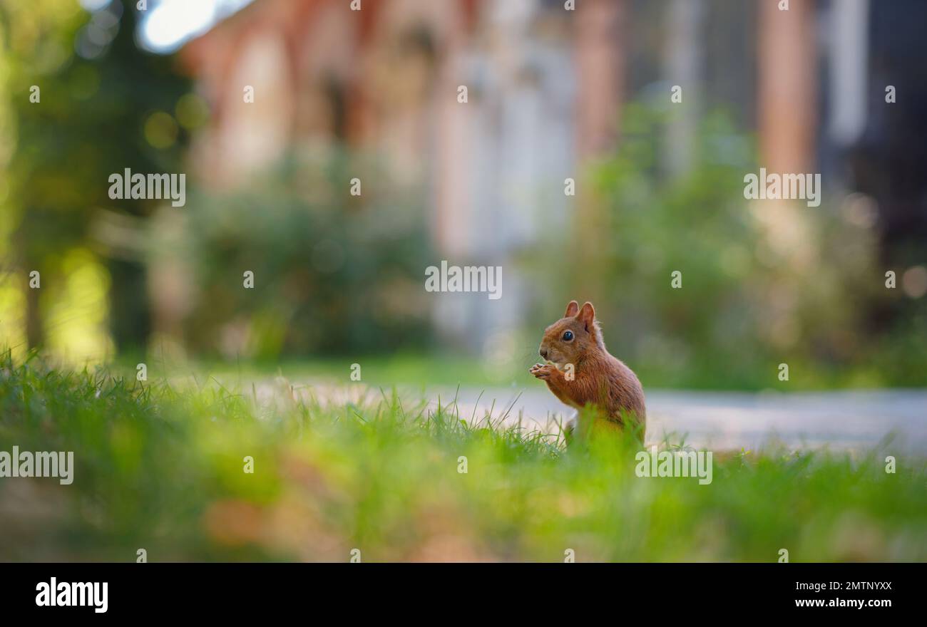 Cute squirrel in a park in Munich, Germany summer travel to Europe ...