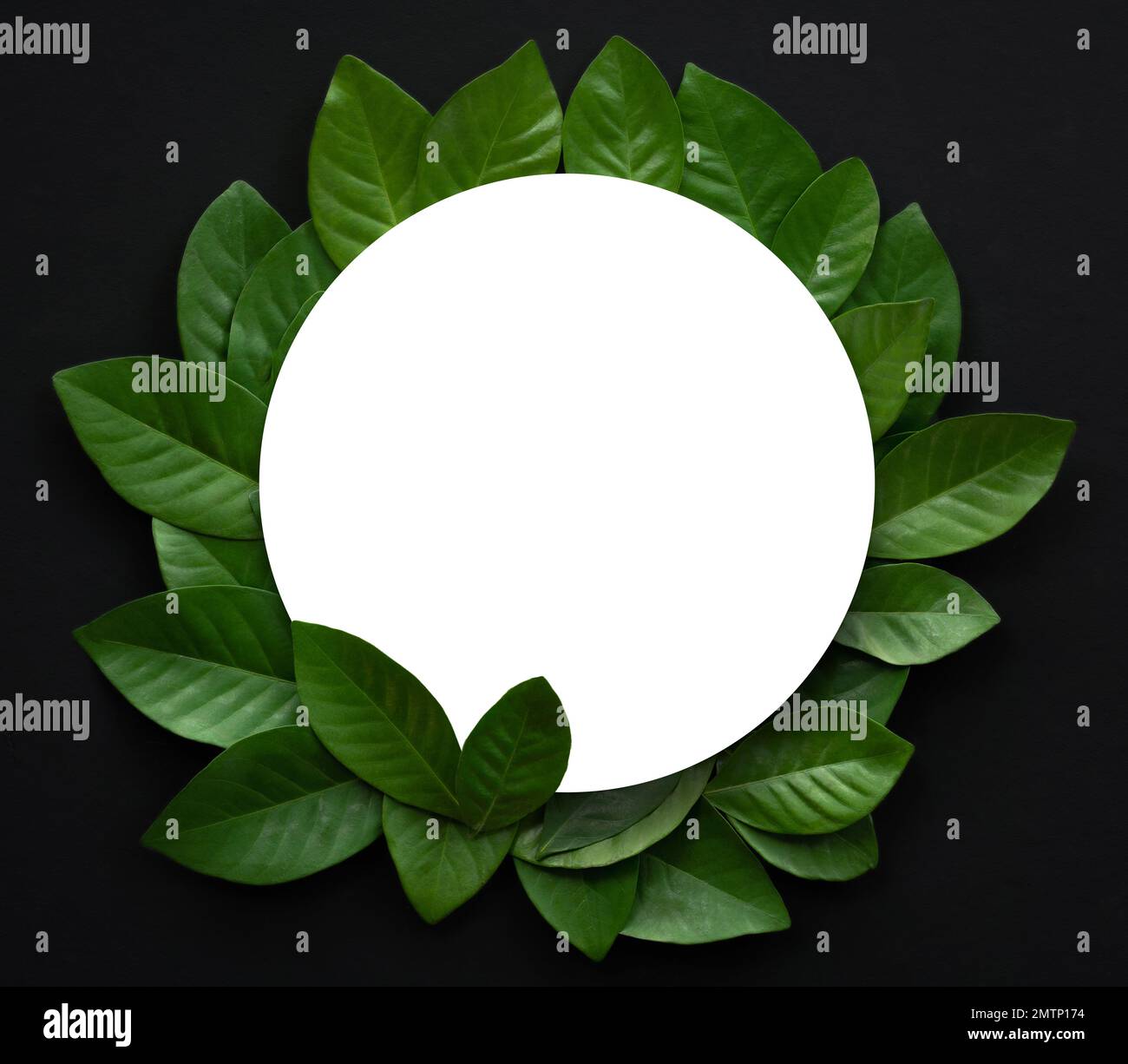top view flat lay fresh green leaves with circle shape copy space ...