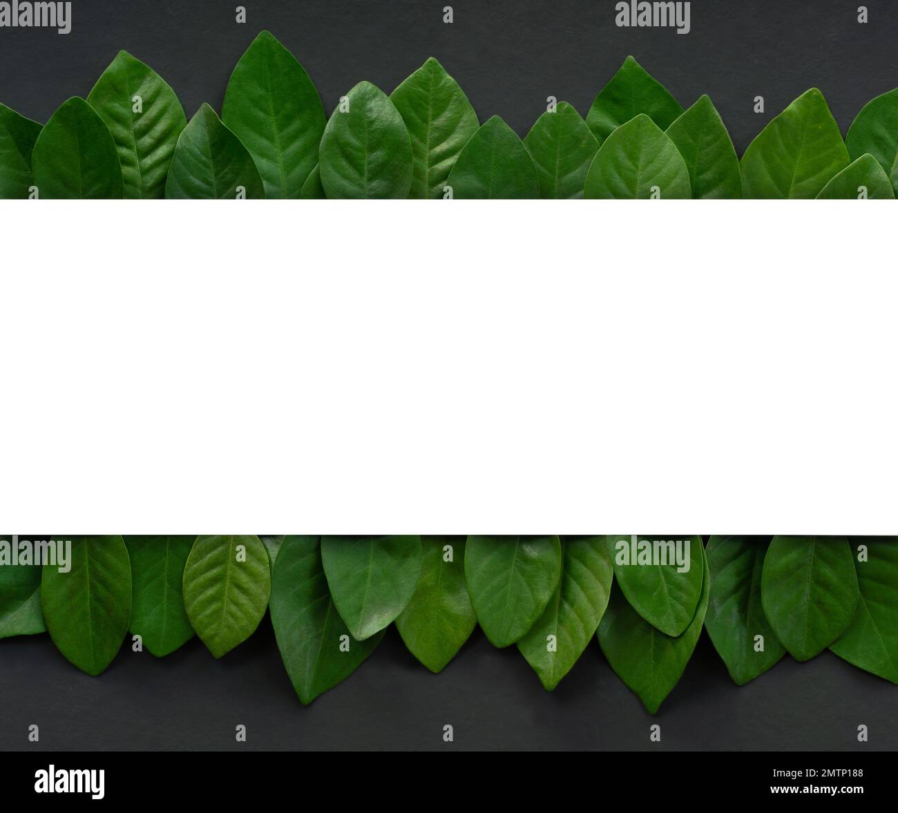 Environment enviroment closeup tree hi-res stock photography and images ...