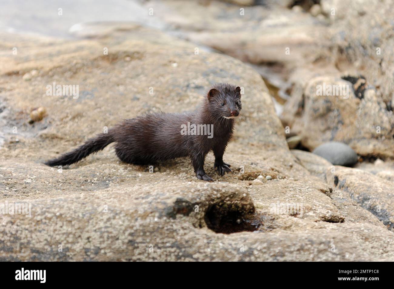 American Mink (Mustela vison) on seashore, Isle of Skye, Scotland, July ...