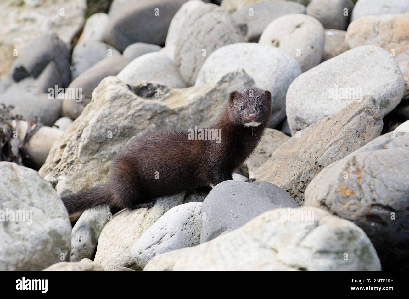 Isle of skye wildlife watching hi-res stock photography and images - Alamy