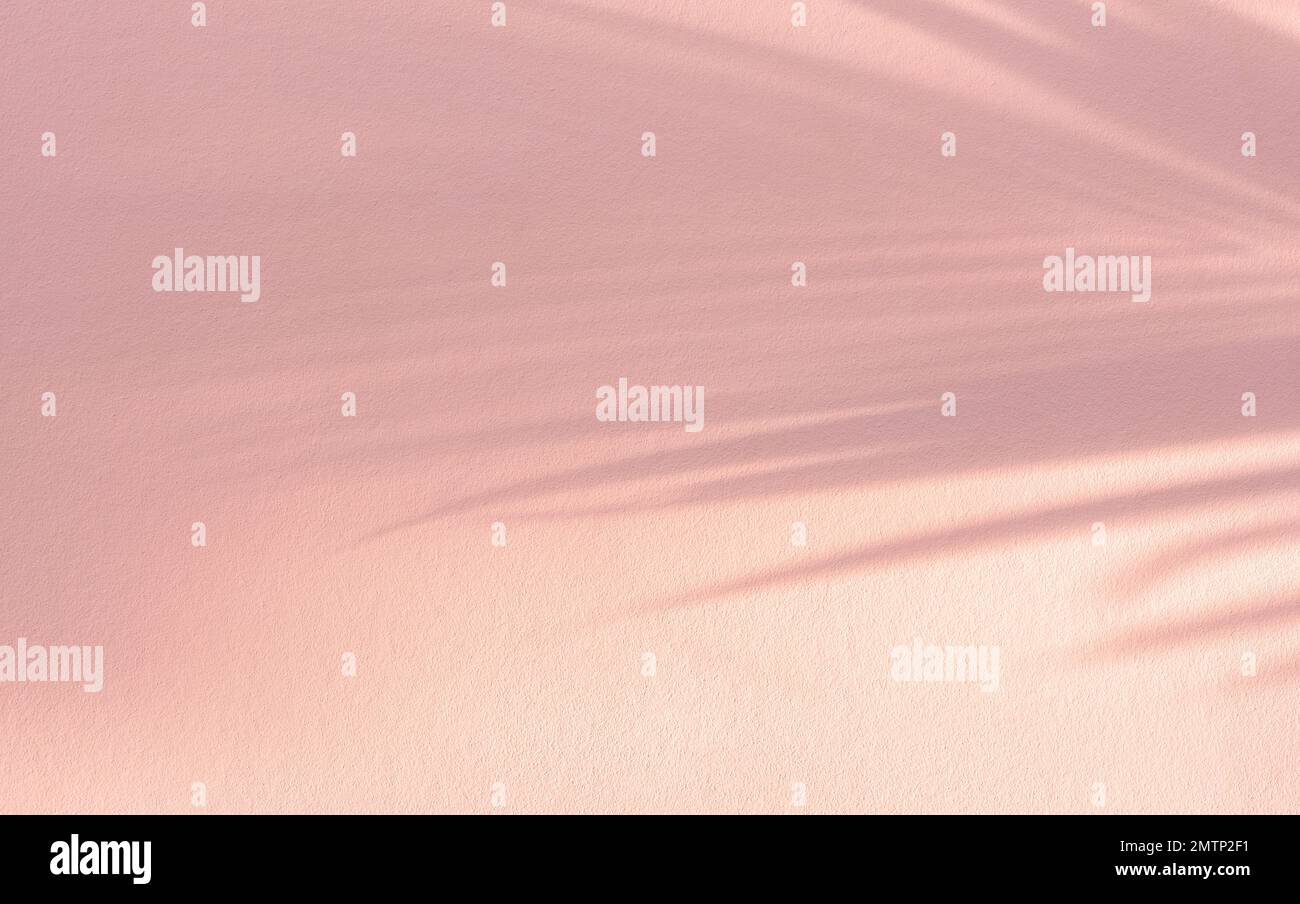 soft sun light pastel color palm leaves blur smooth shadow on pink ...