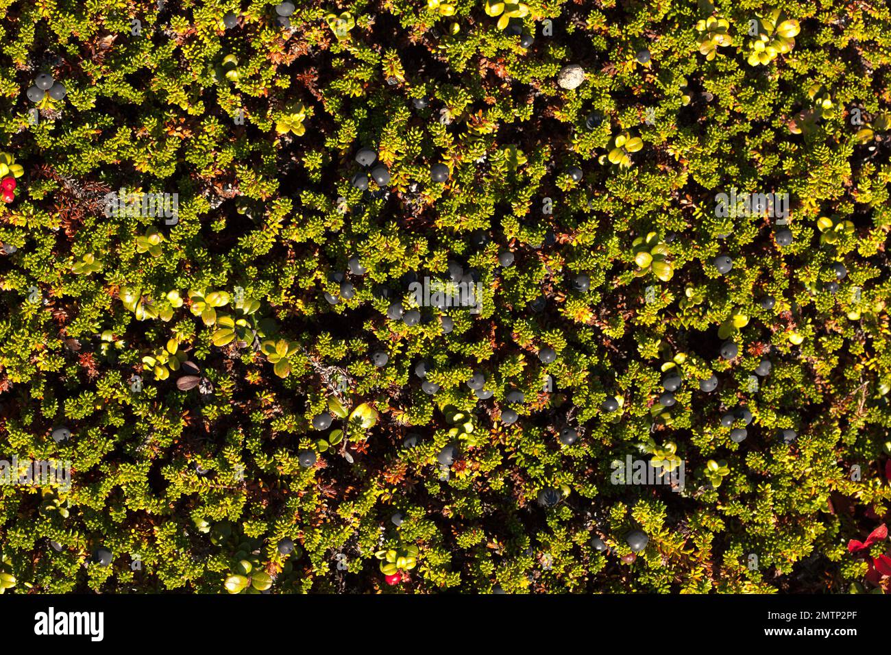 Close-up, macro on crowberry from above. Common vegetation on the ...