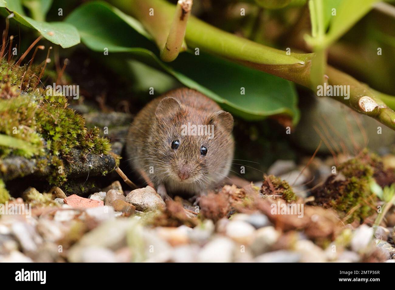 Bank voles scotland hi-res stock photography and images - Alamy