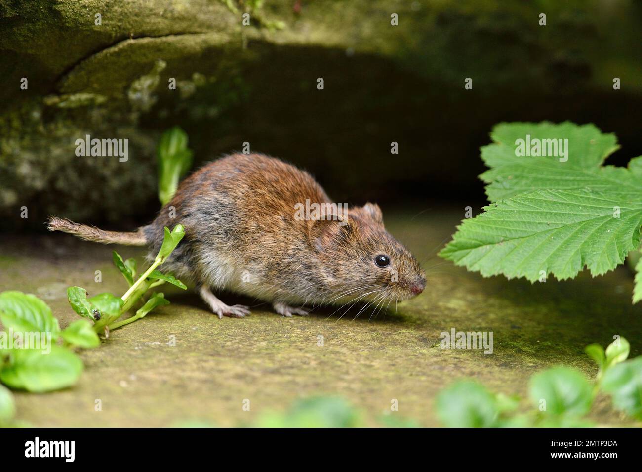 Bank Vole (Clethrionomys glareolus) photographed in garden ...