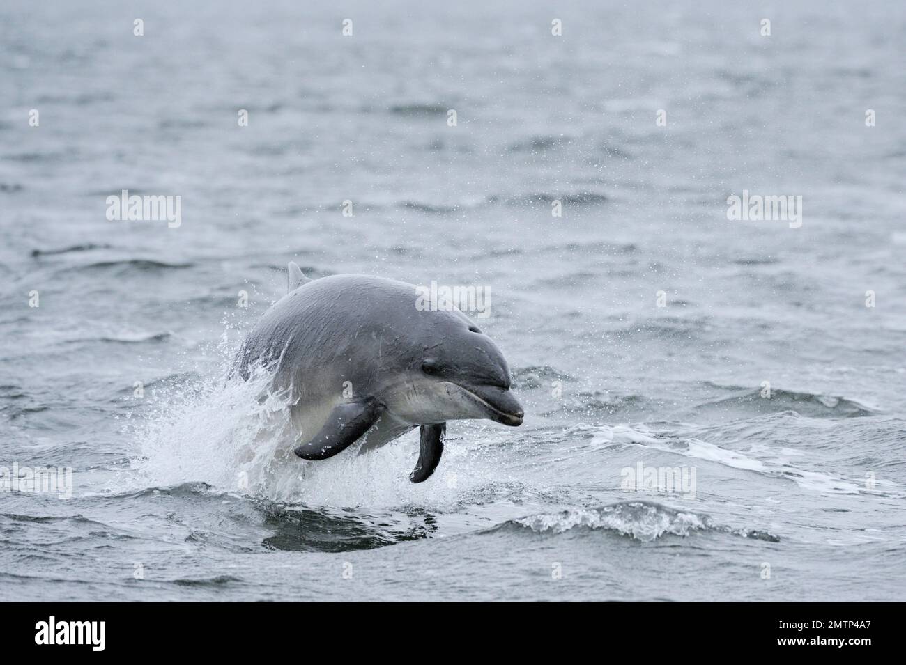 Bottle-nosed Dolphin (Tursiops truncatus) showing breaching behaviour ...