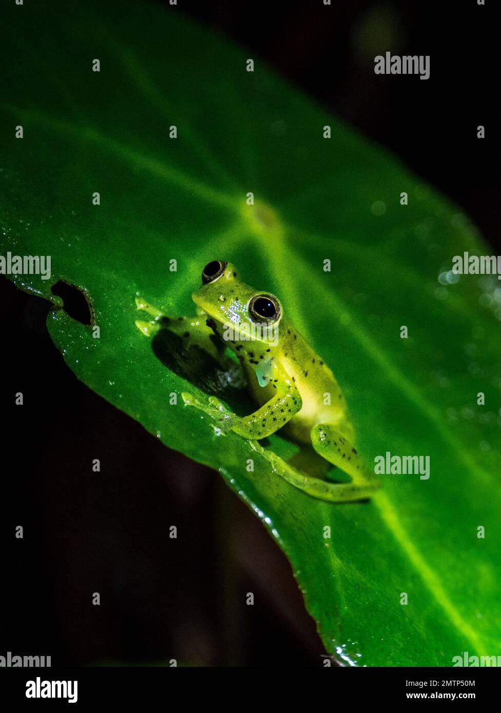 A vertical shot of a polka-dot tree frog (Boana punctata) on a green ...