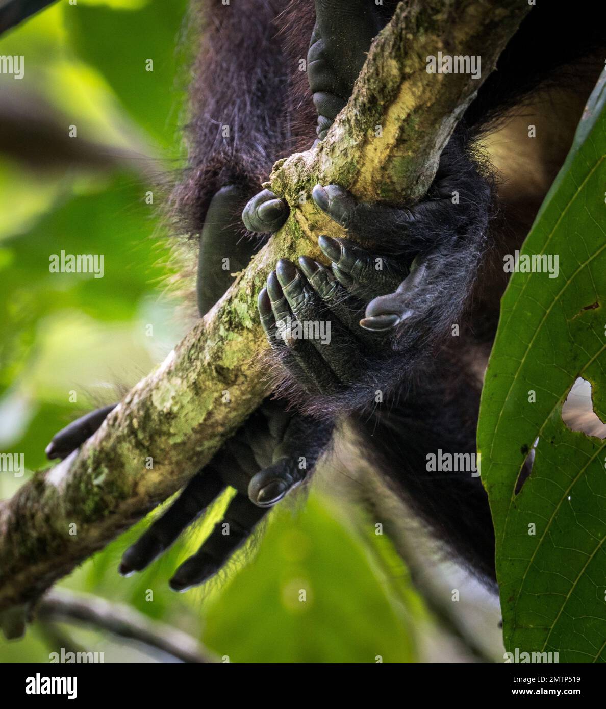 Monkey hands hi-res stock photography and images - Alamy
