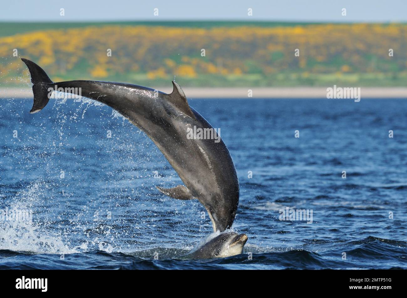 Dolphin nose hi-res stock photography and images - Alamy