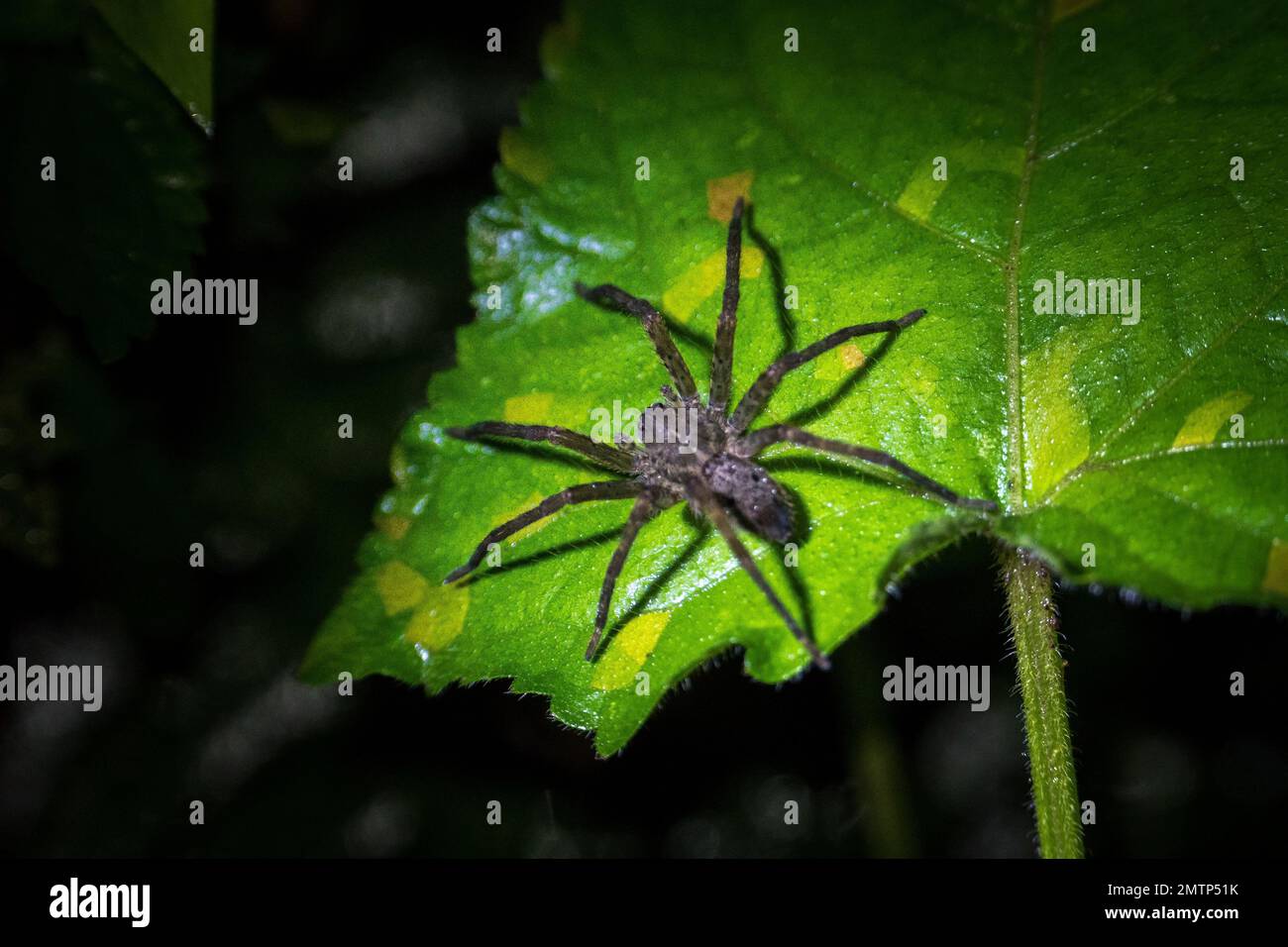 A close-up of a tropical wolf spider (Ctenus) on plant leaf Stock Photo ...