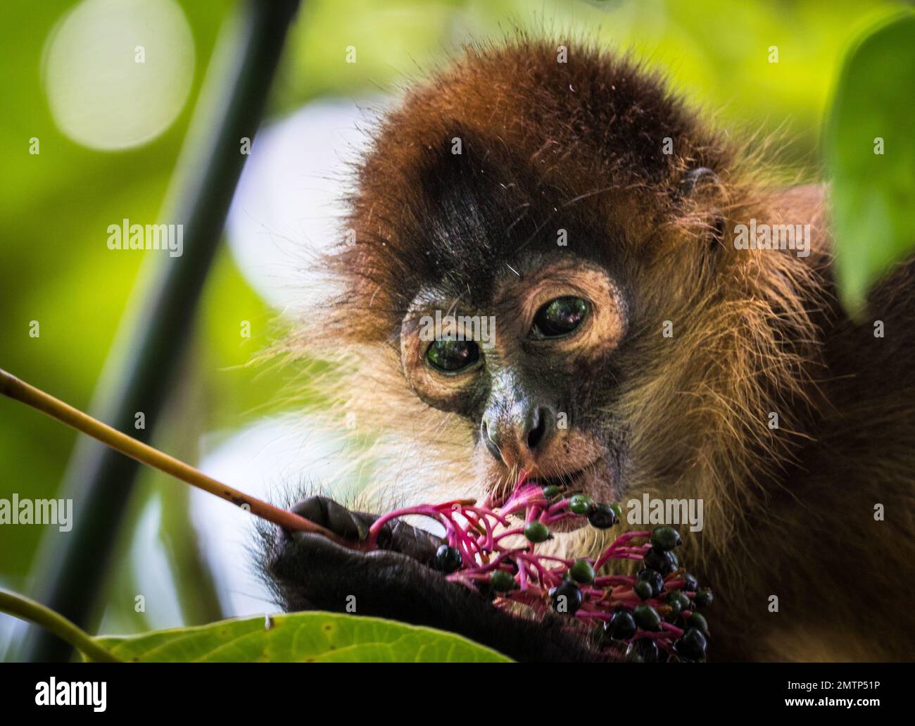 A brown monkey eating berries Stock Photo - Alamy