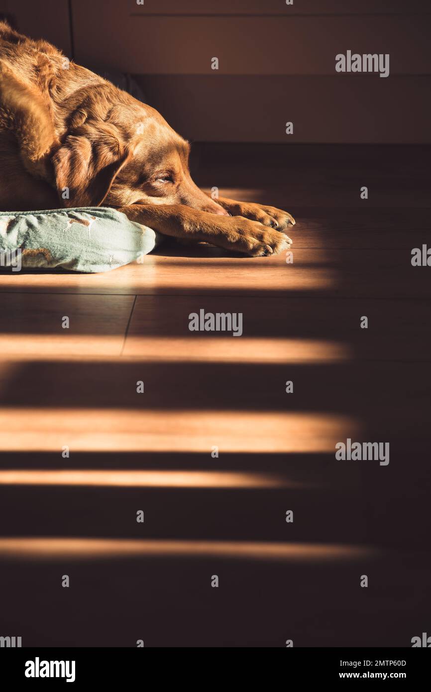 Death of pet adult hi-res stock photography and images - Alamy