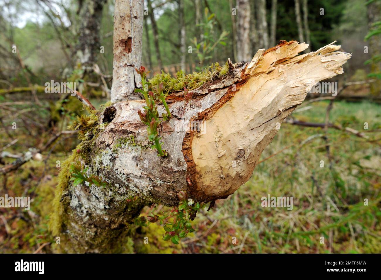 Alder stump felled by beaver but showing regeneration, Aigas Field ...