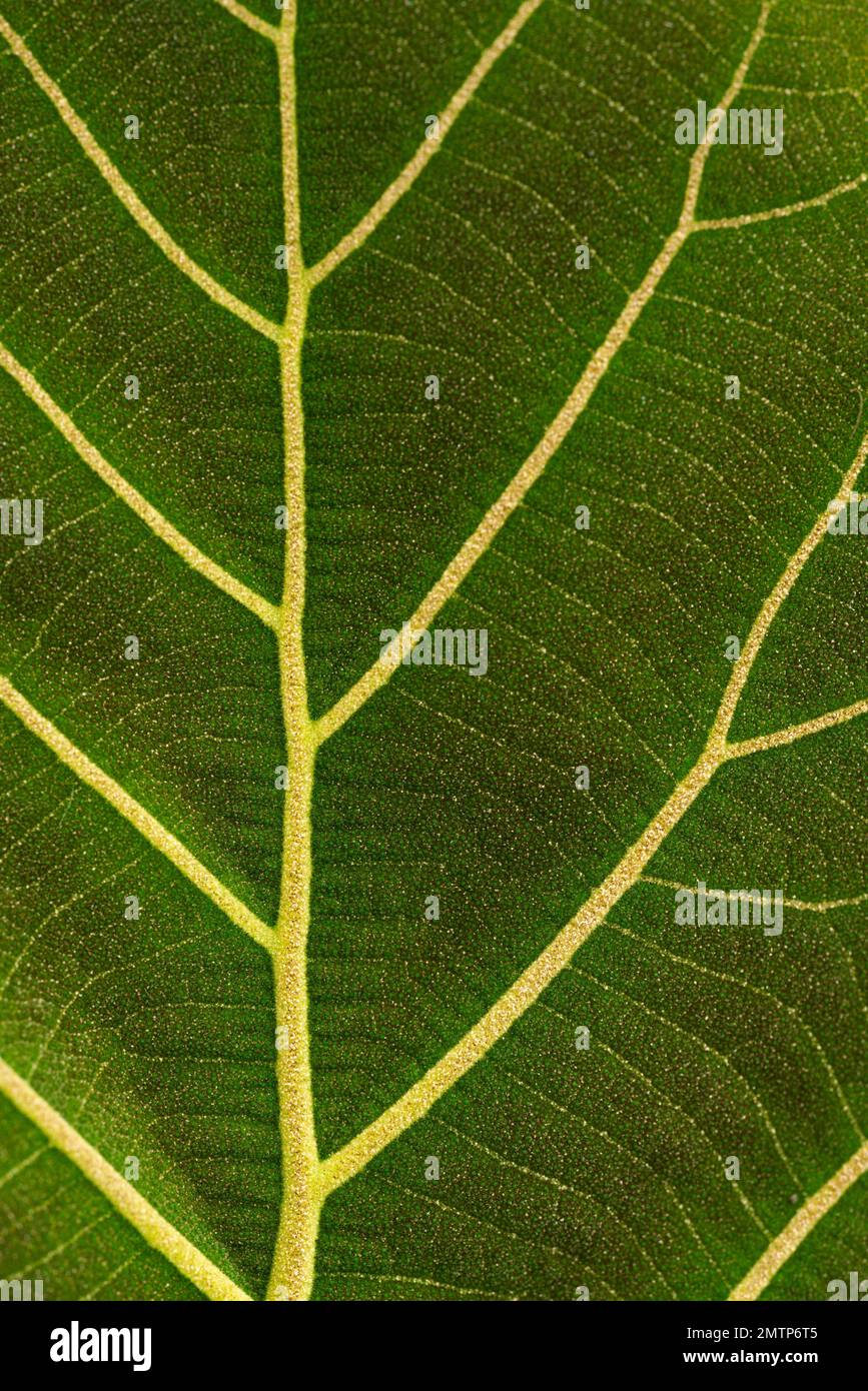 close-up pattern macro light and shadow teak tree tropical fresh leaves ...