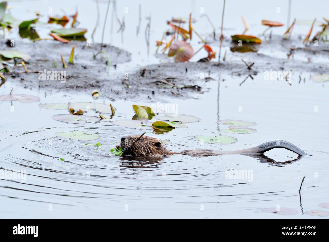 European Beaver, feeding on water lily rhizome at Aigas Field Centre ...