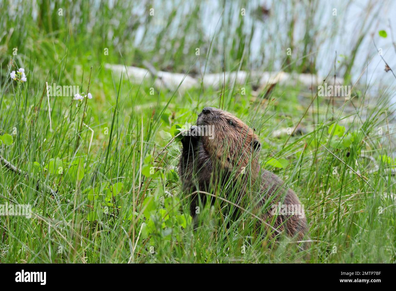 European Beaver (Castor fiber) feeding on aspen at Aigas Field Centre ...