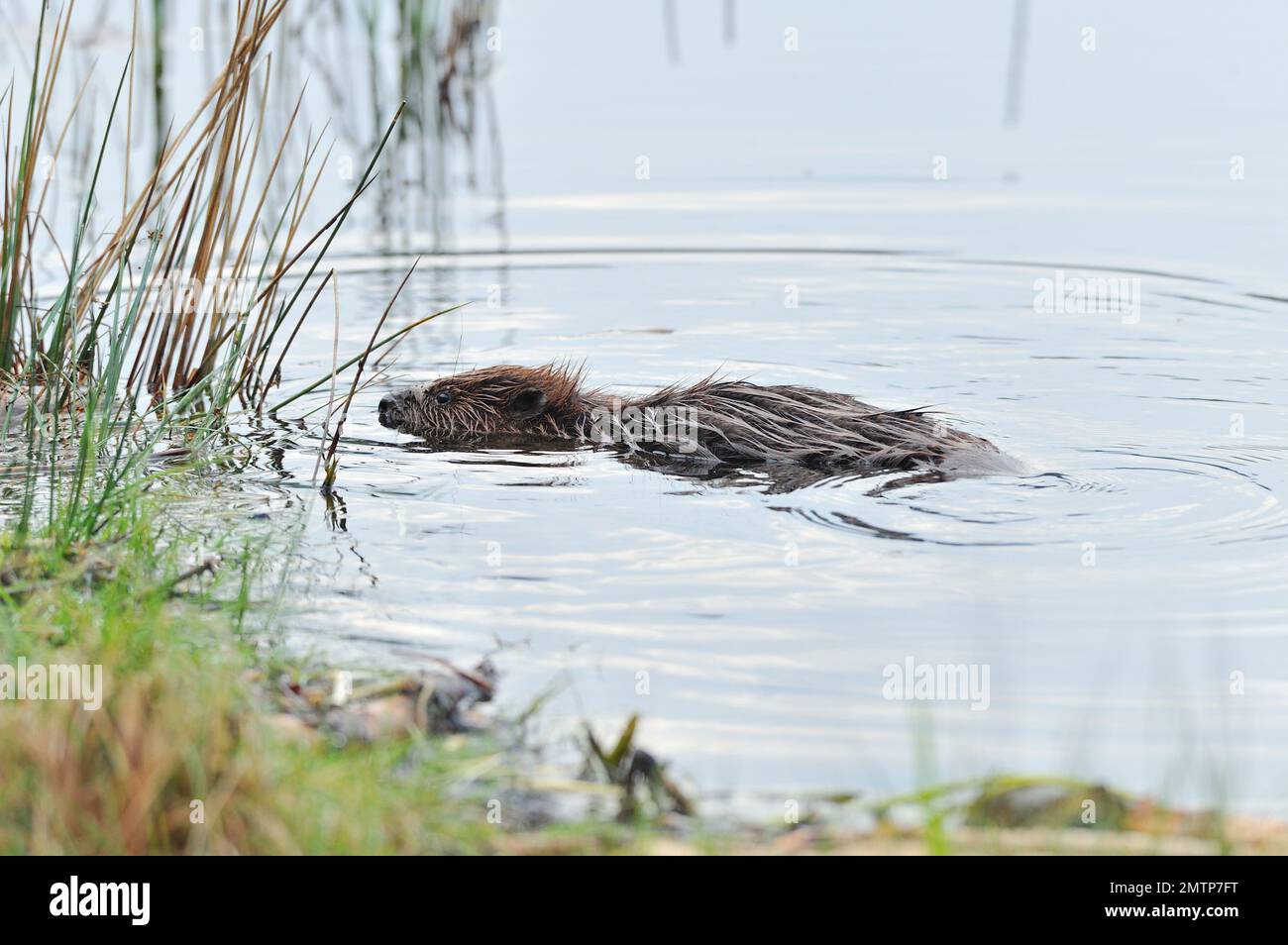 European Beaver kit (Castor fiber) swimming in loch at the Aigas Field ...
