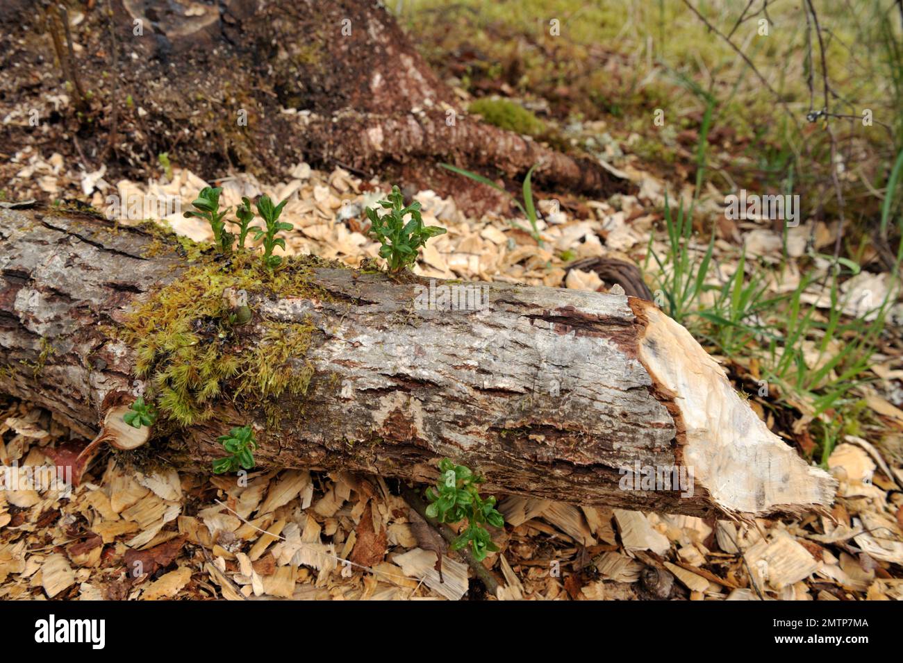 Alder stump felled by beaver but showing regeneration, Aigas Field ...