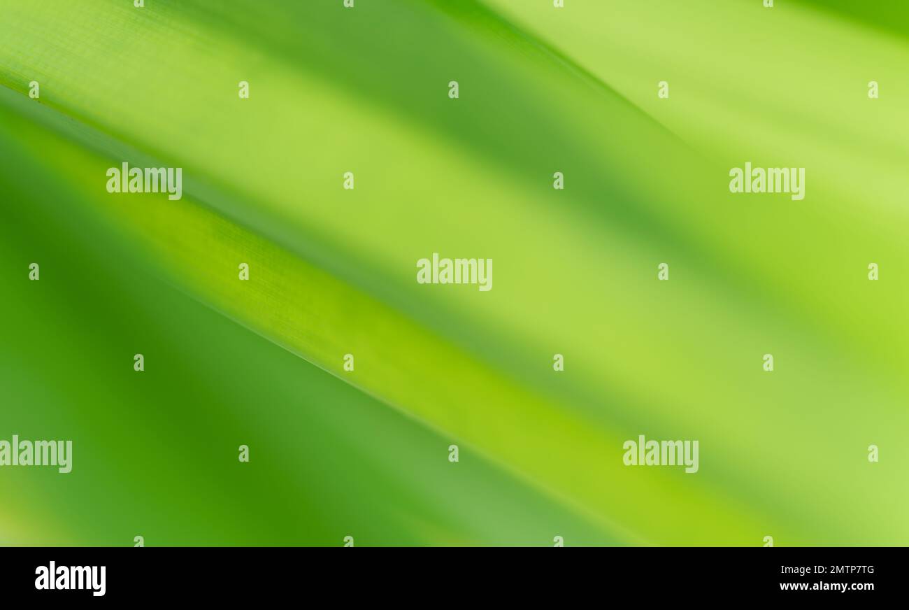 Close-up macro soft focus fresh green leaves abstract blur background ...