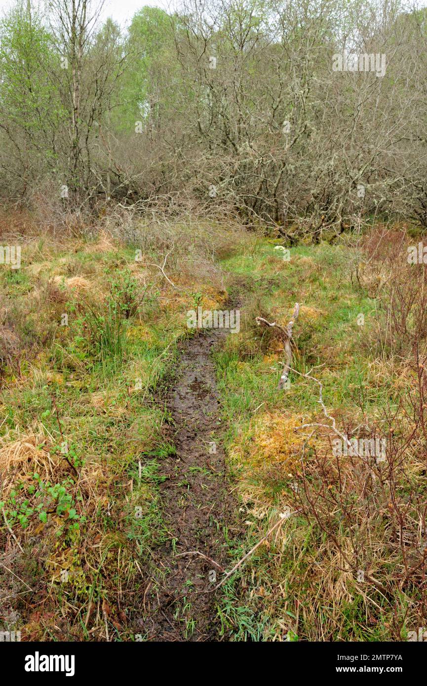 Beaver tracks hi-res stock photography and images - Alamy
