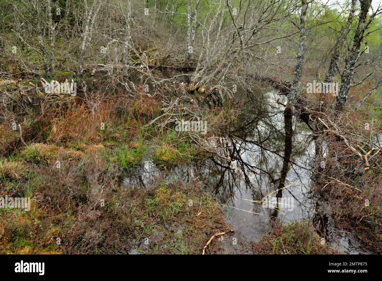 European Beaver (Castor fiber) dam by loch, Aigas Field Centre European ...