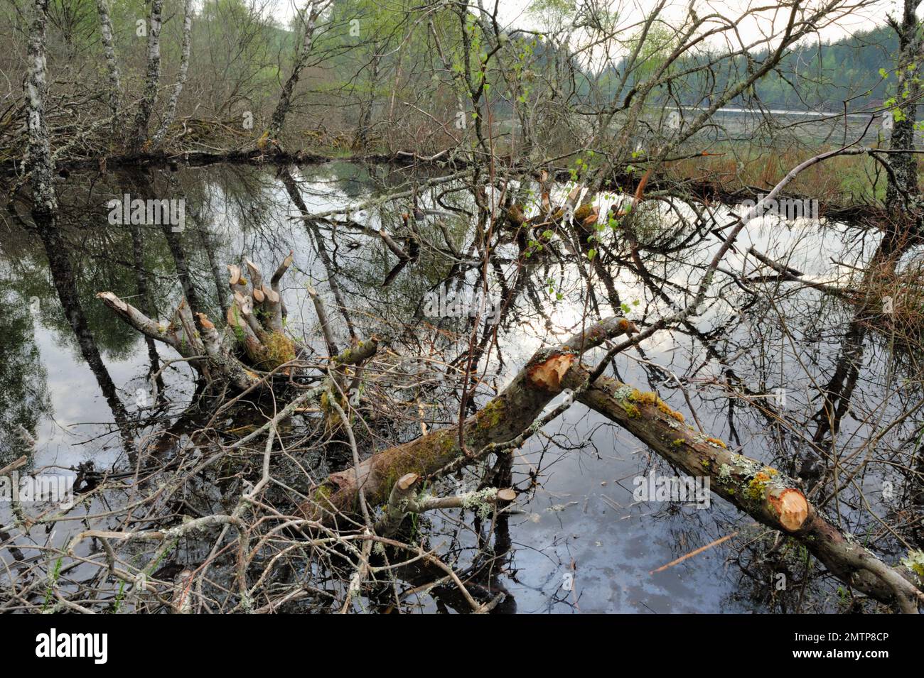 European Beaver (Castor fiber) dam at the Aigas Field Studies Centre ...