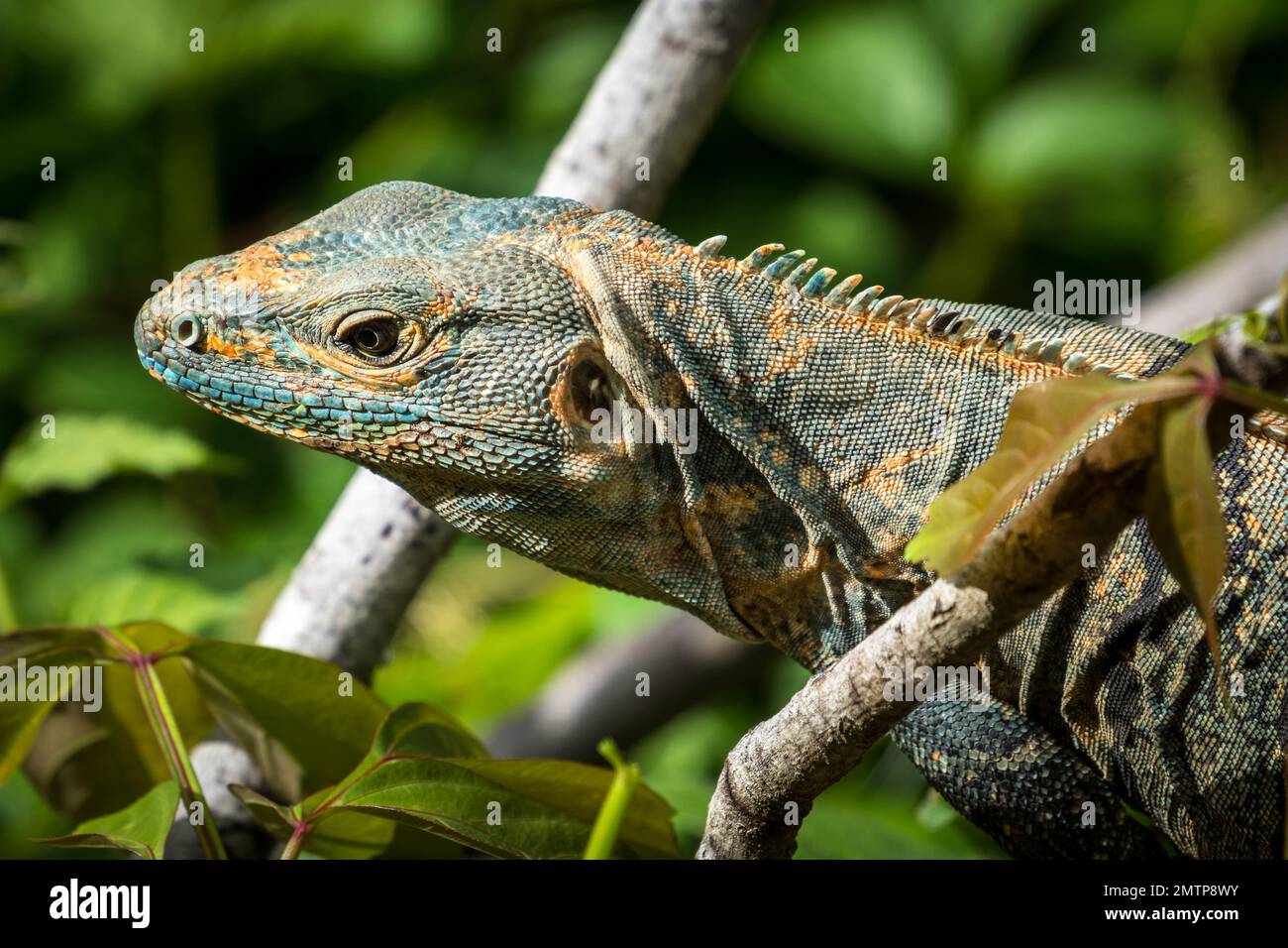 Lizard in motion hi-res stock photography and images - Alamy